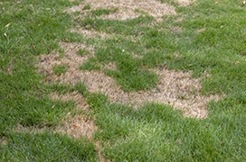 Grass-covered ground area showing signs of insect infestation.